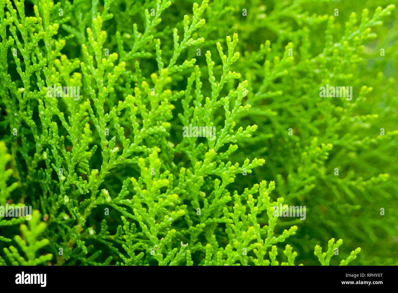 Tuja plant hi-res stock photography and images - Alamy