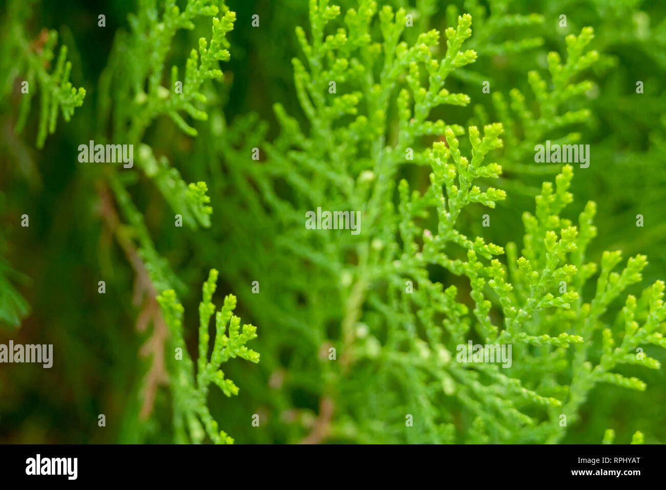 Tuya Stock Photos & Tuya Stock Images - Alamy