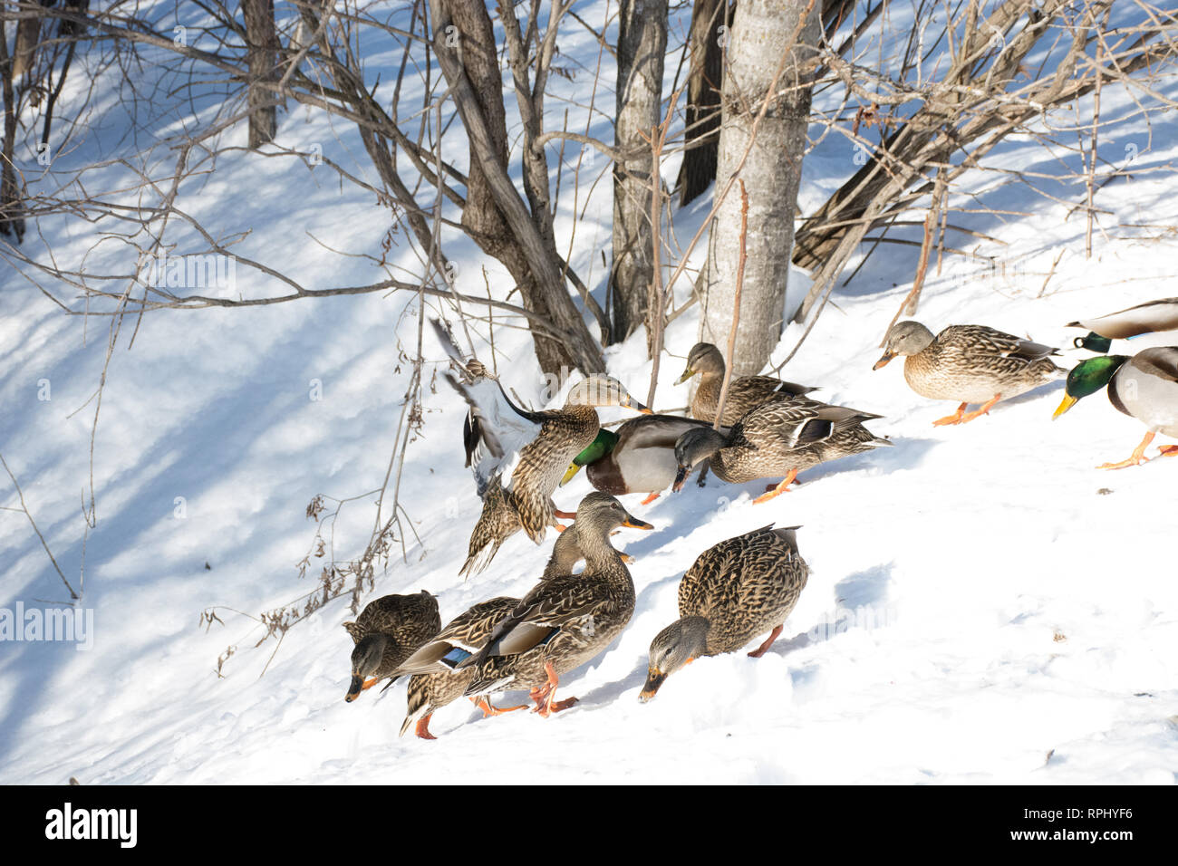 Female Mallard Landing over the Herd Stock Photo - Alamy