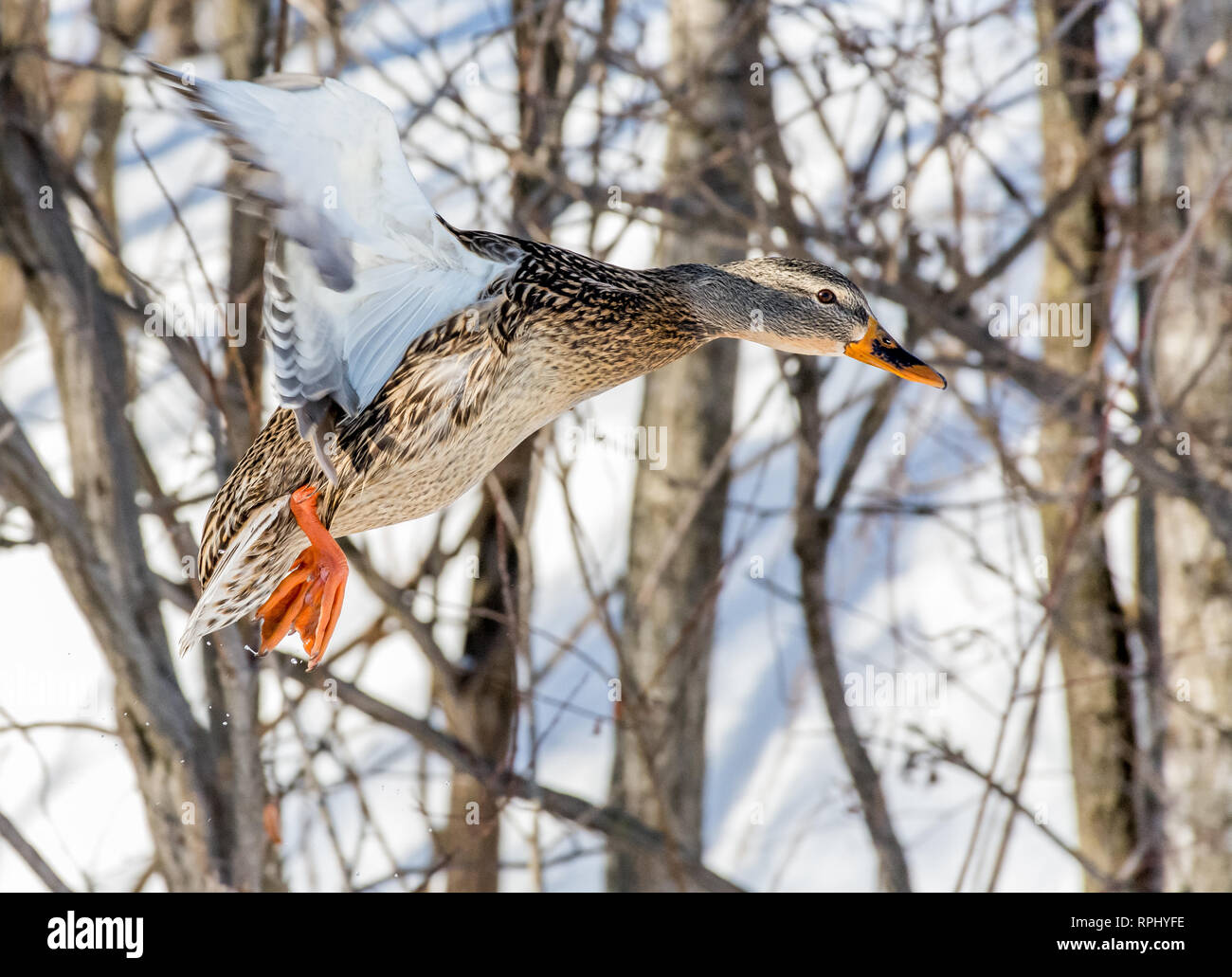 Female Mallard Landing in the Golden Light of Late Afternoon Stock ...