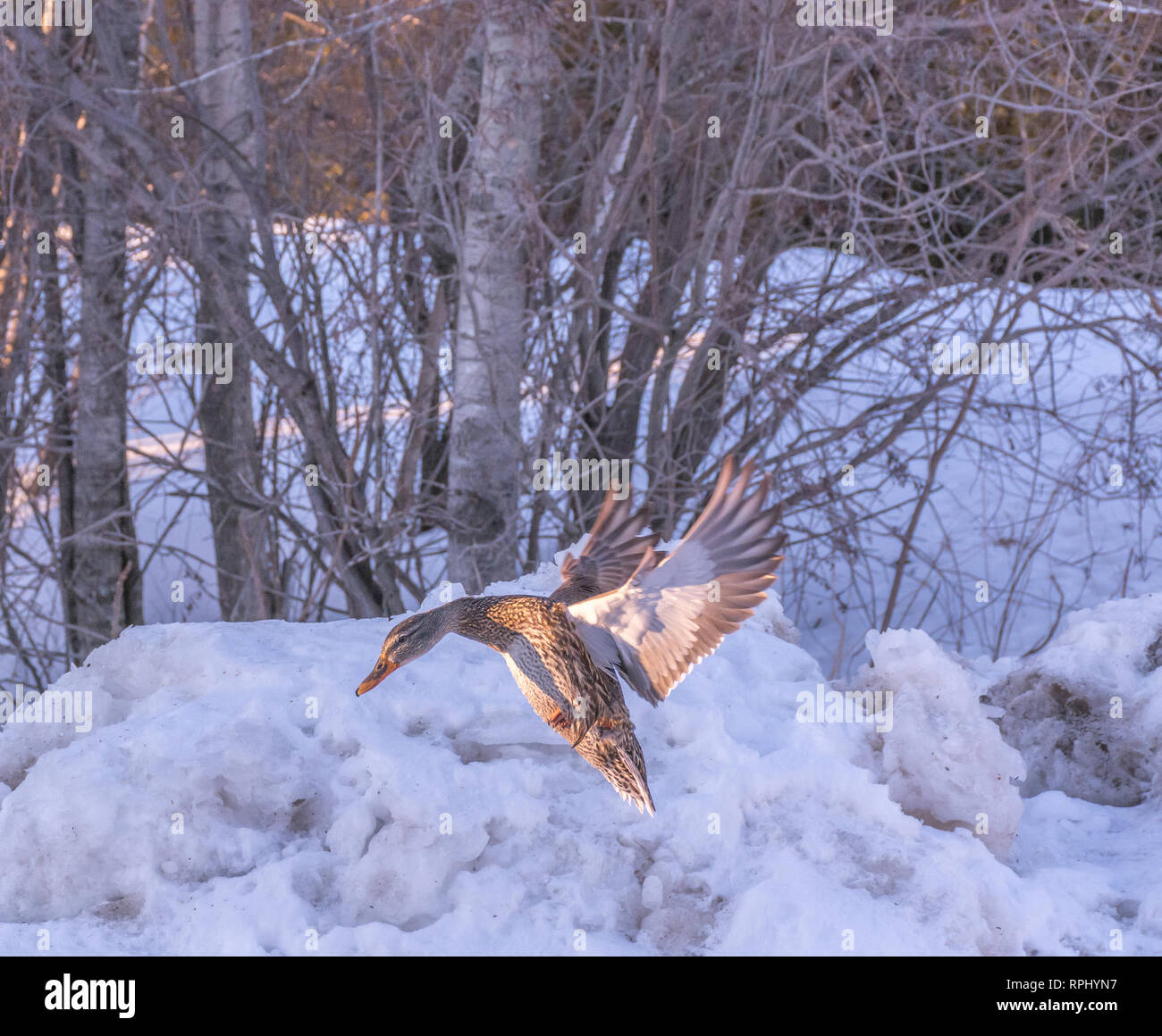 Female Mallard Landing in the Golden Light of Late Afternoon Stock ...