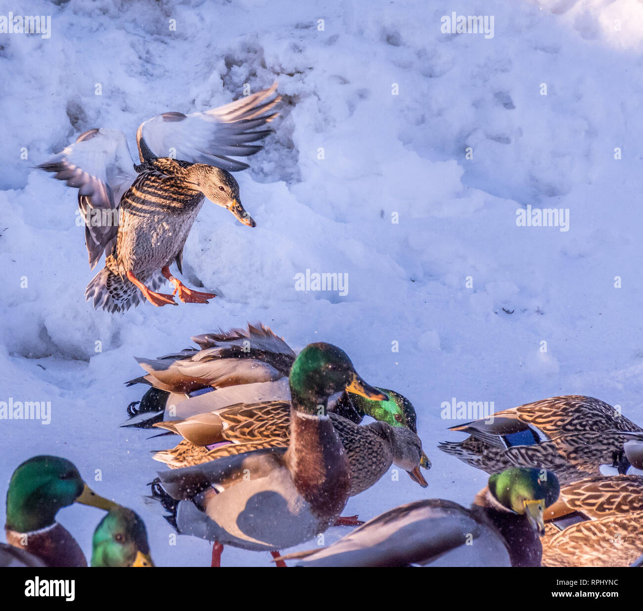Group of mallard landing hi-res stock photography and images - Alamy