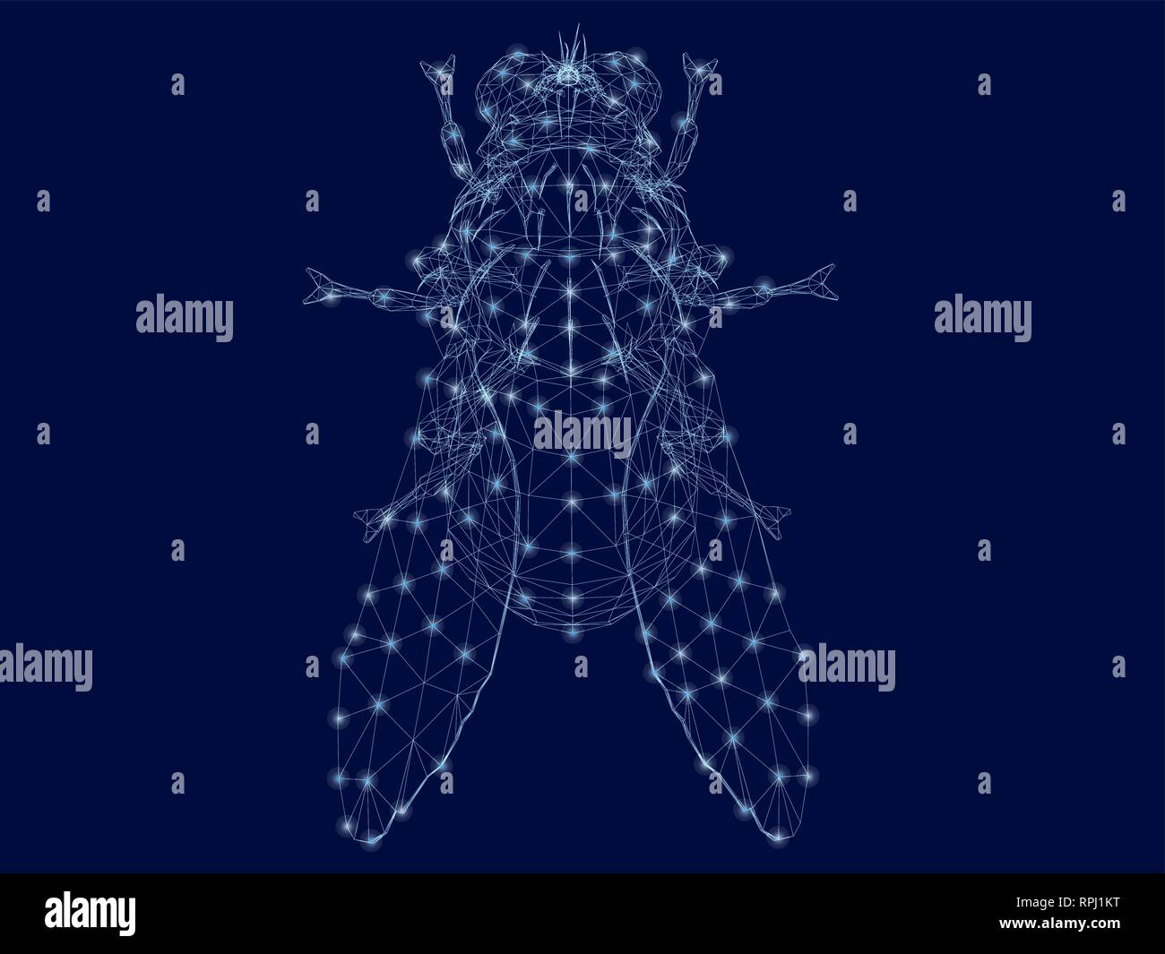 Polygonal fly top view. Wireframe of a detailed fly made of blue lines ...