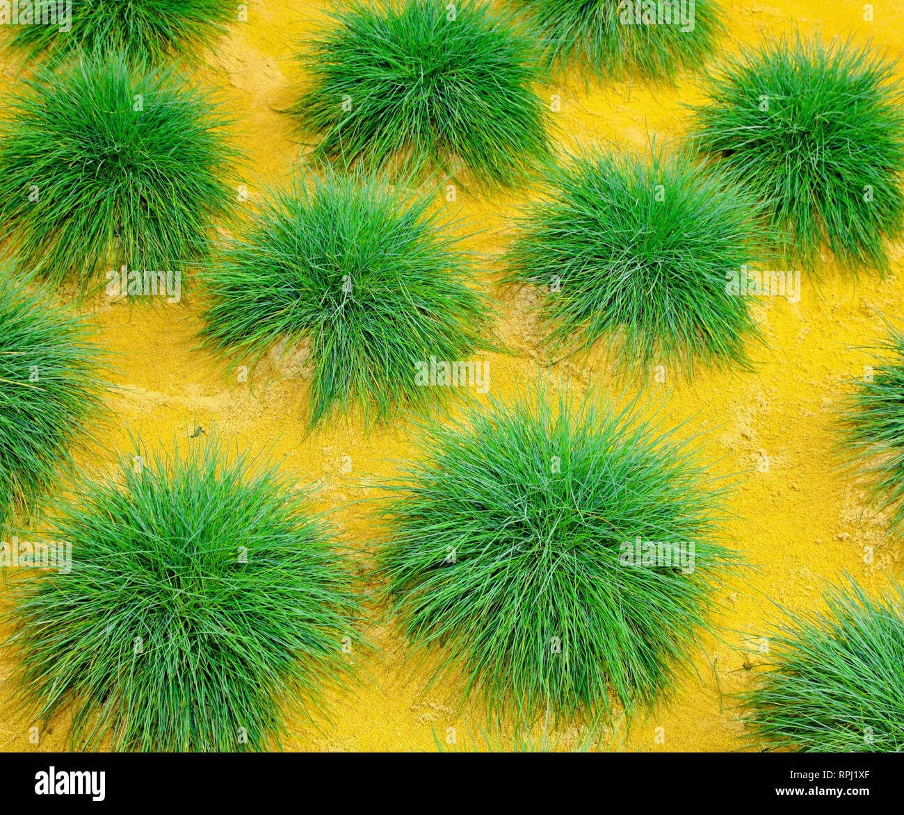 Low woody bushes hi-res stock photography and images - Alamy