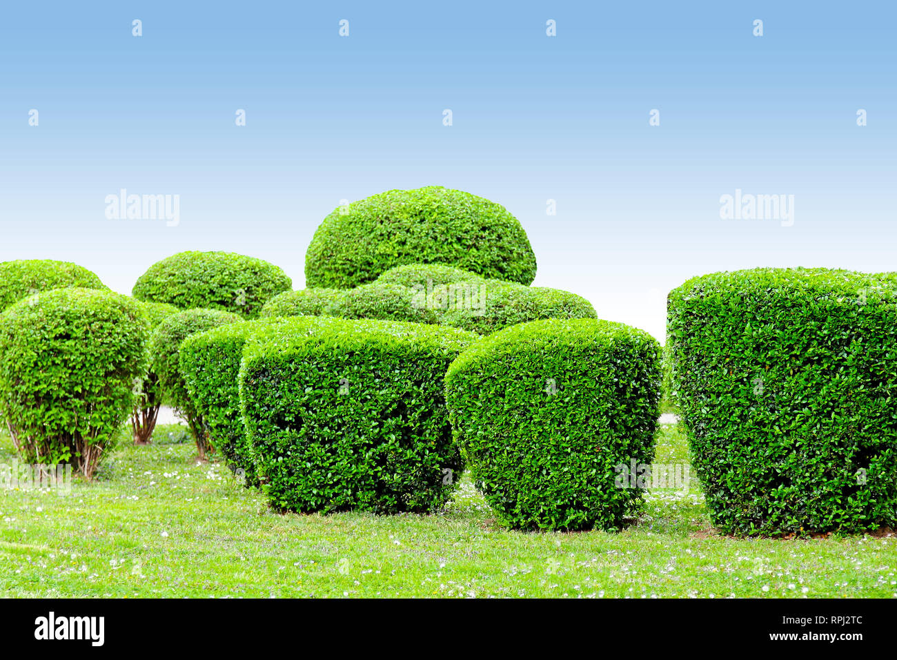 Low woody bushes hi-res stock photography and images - Alamy