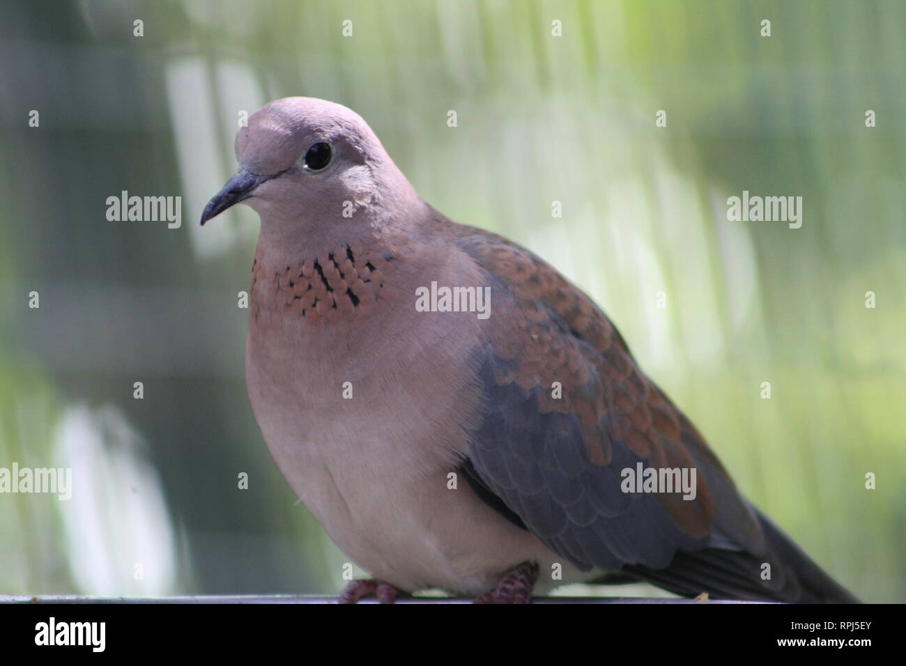 Laughing Dove San Diego Zoo, San Diego California, Mauve and Gray ...