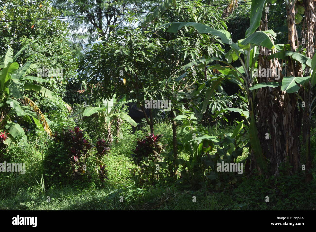 indonesia natural environment, photos taken around Bogor city ...