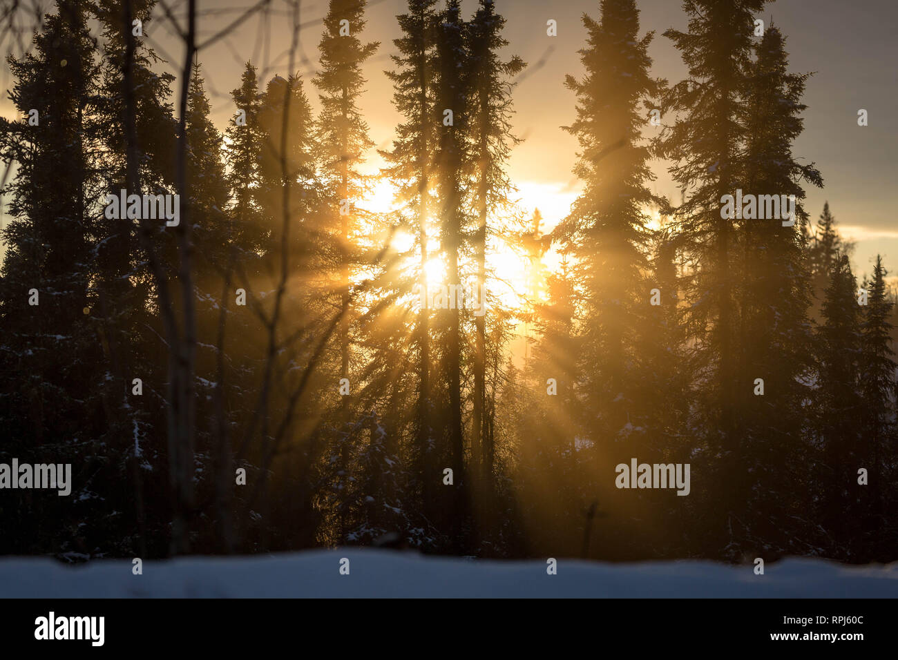 Beams of light through trees hi-res stock photography and images - Alamy