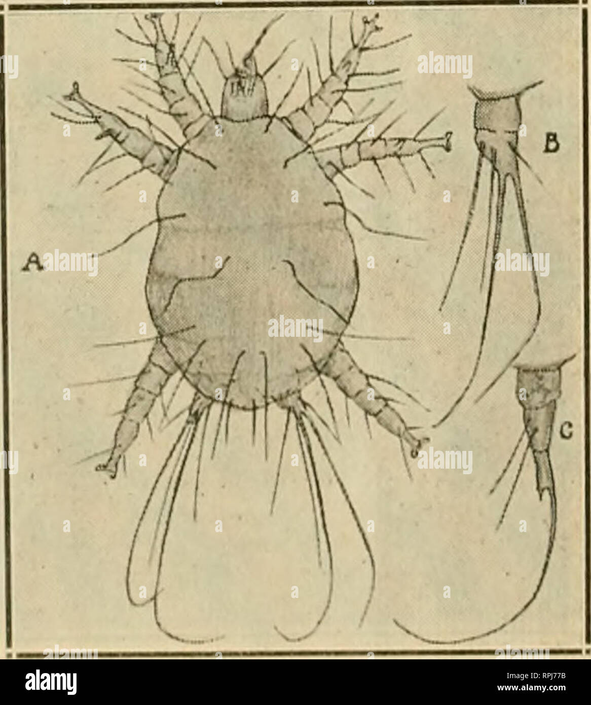 . American bee journal. Bee culture; Bees. 268 AMERICAN BEE JOURNAL ...