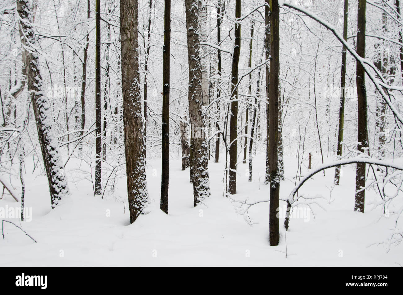 Winter landscape with a park after snowstorm Stock Photo - Alamy