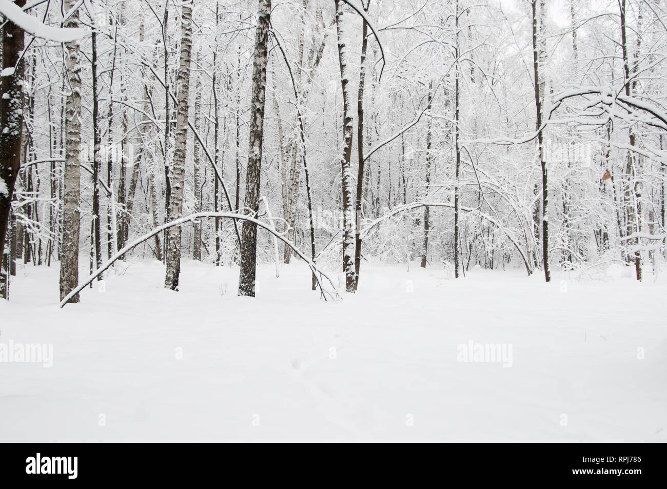 Winter landscape with a park after snowstorm Stock Photo - Alamy