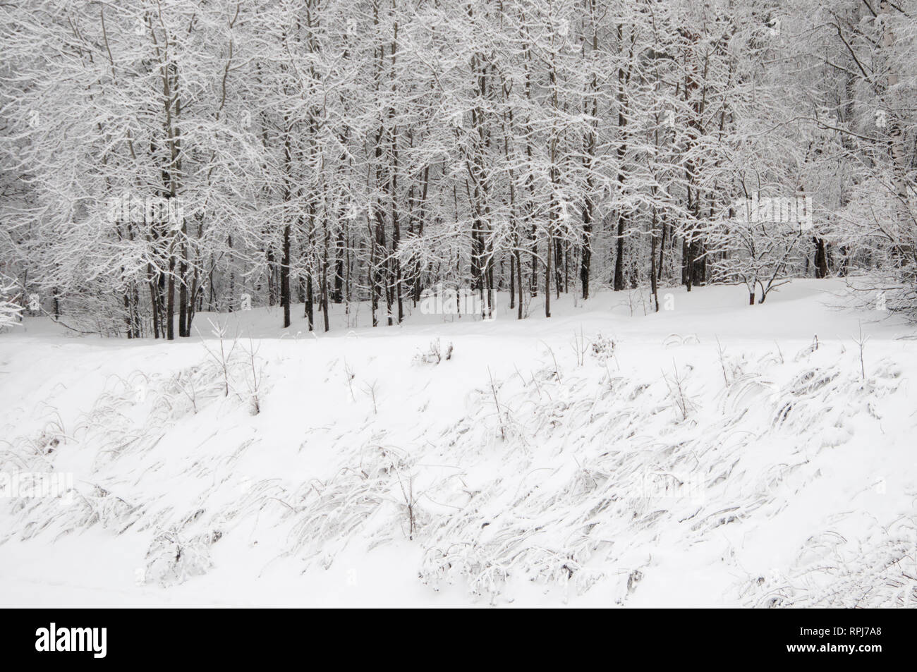 Winter landscape with a park after snowstorm Stock Photo - Alamy