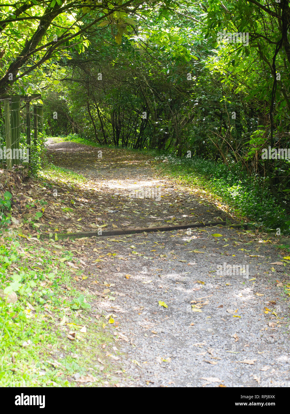 Nature Walk Track Under The Green Trees Stock Photo - Alamy