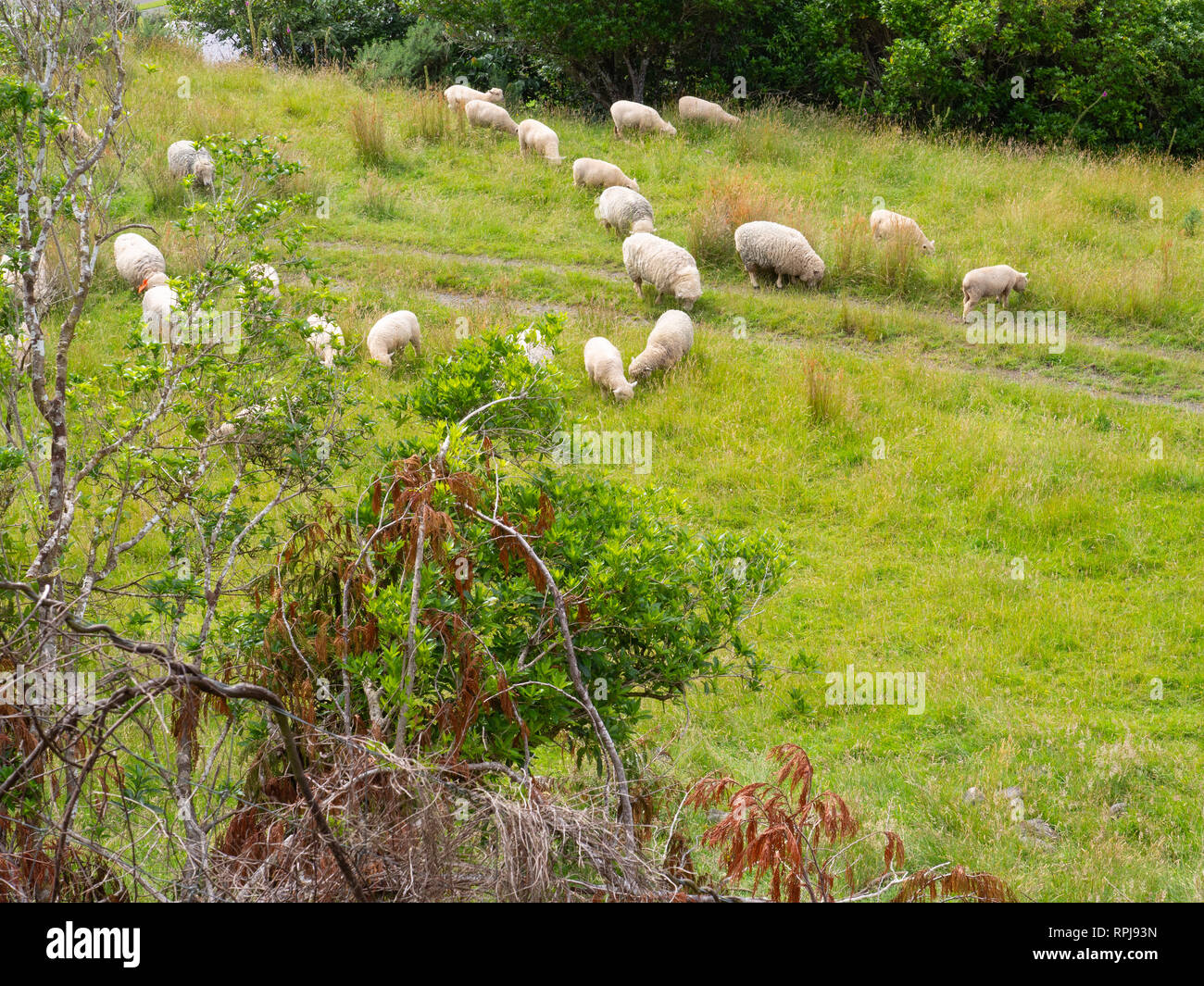 Plants grazing hi-res stock photography and images - Alamy