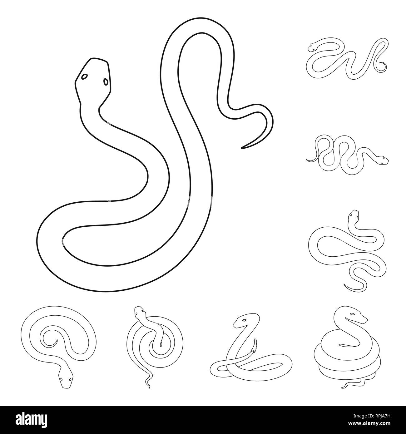 snake,amphibian,viper,tail,wild,anaconda,coral,white,python,creeping ...