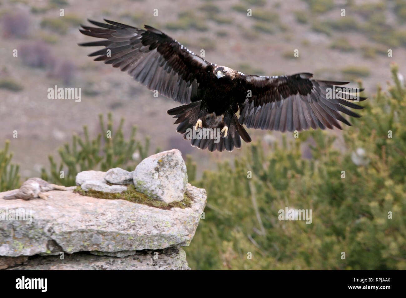 Aquila conservation hi-res stock photography and images - Alamy