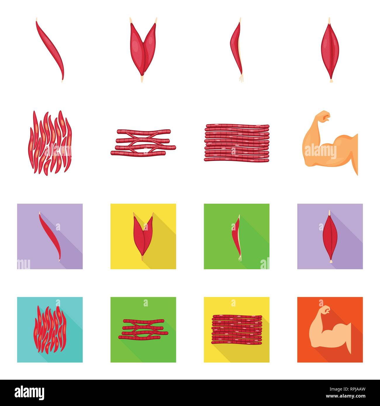 Vector illustration of fiber and muscular symbol. Collection of fiber ...