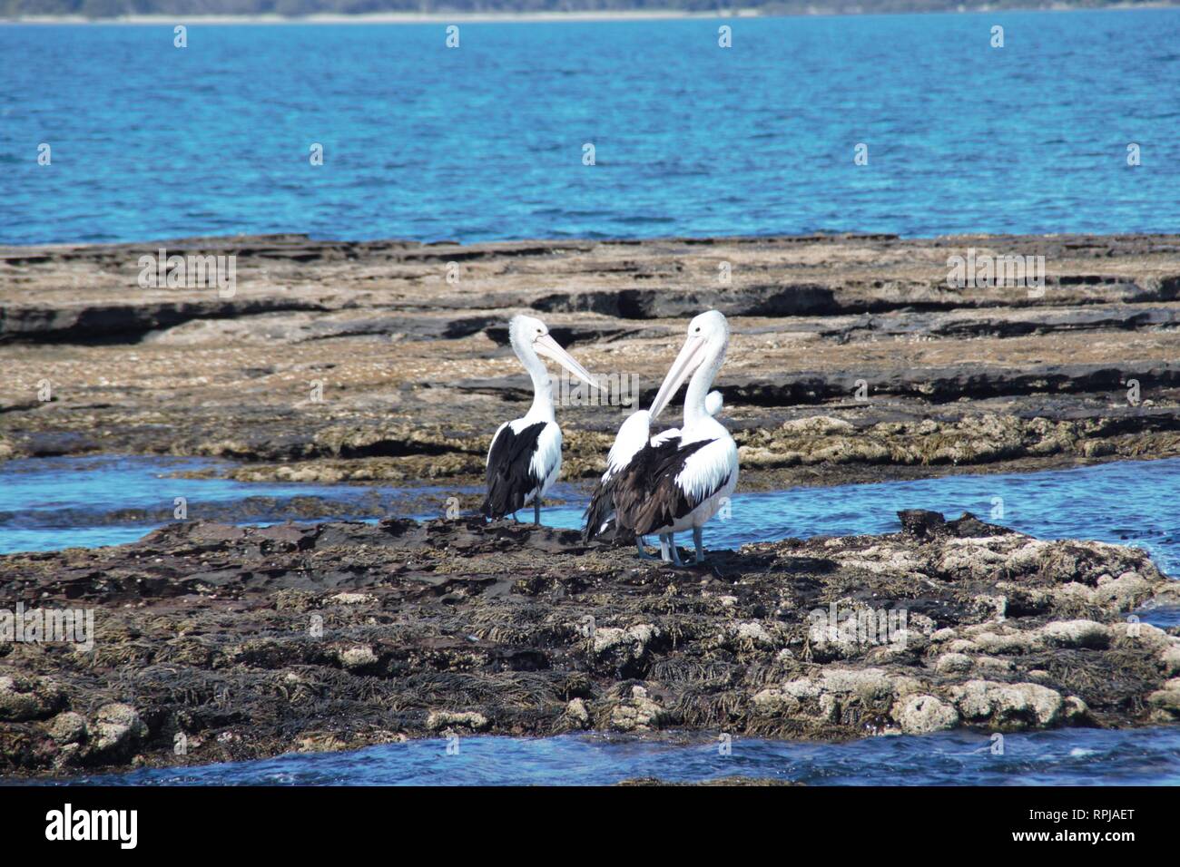 Birds, pelicans on the Australian beach Stock Photo - Alamy