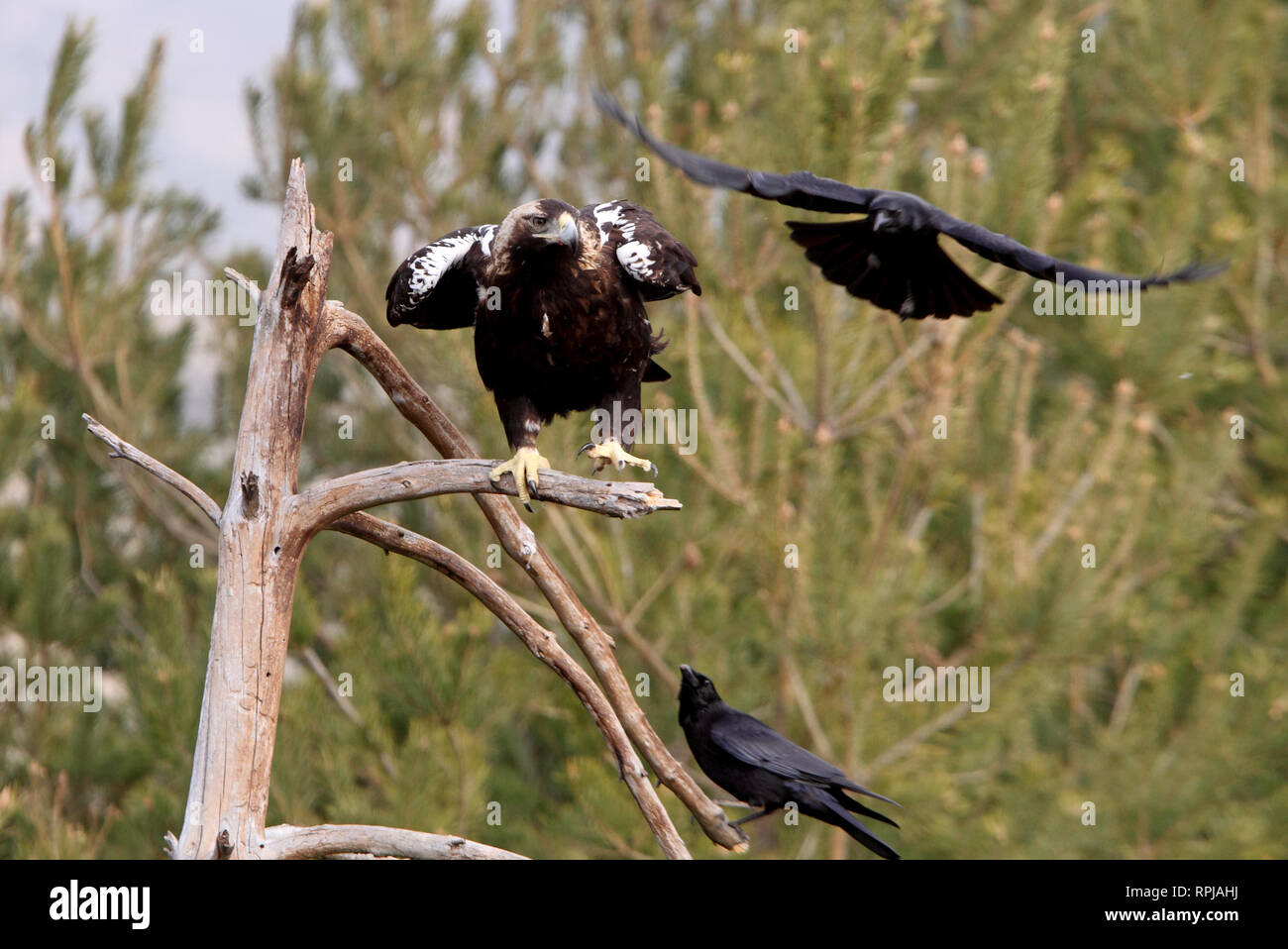 Aquila conservation hi-res stock photography and images - Alamy