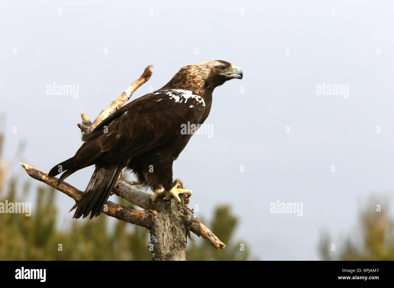 Aquila conservation hi-res stock photography and images - Alamy