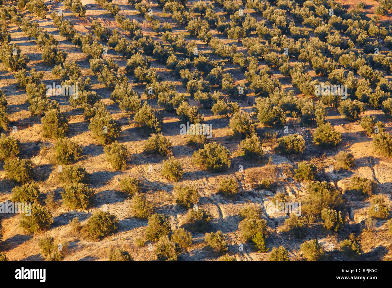 Olive tree fields in Andalusia. Spanish agricultural harvest landscape ...