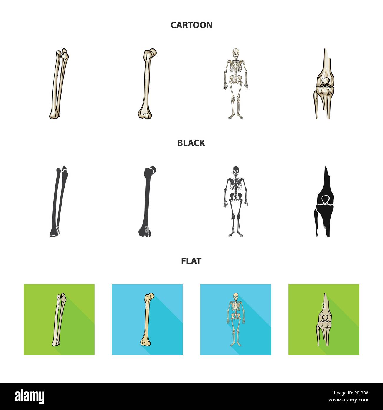 Human shin bone Stock Vector Images - Alamy