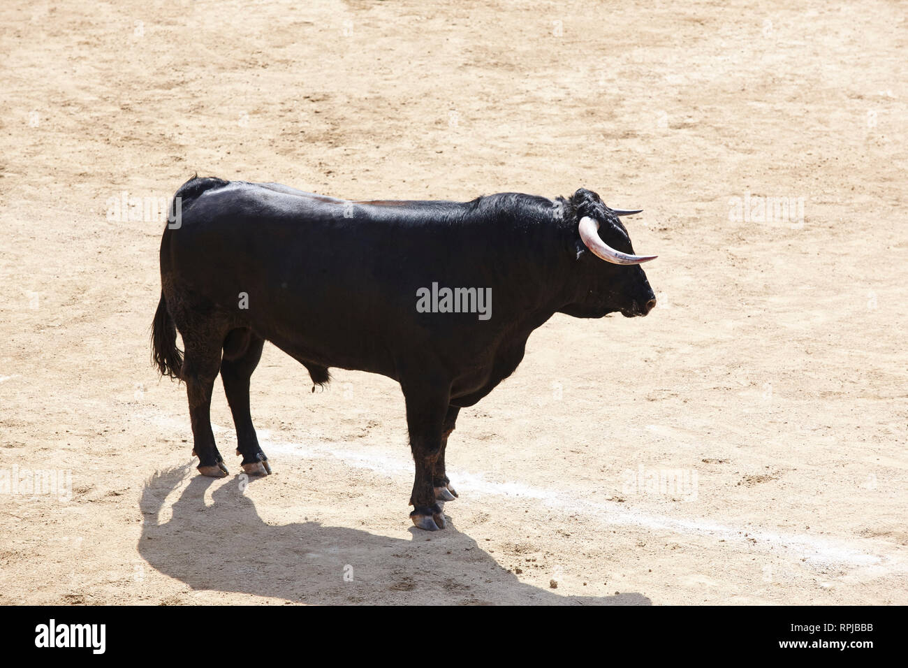 Fighting bull in the arena. Bullring. Toro bravo. Spain. Horizontal ...