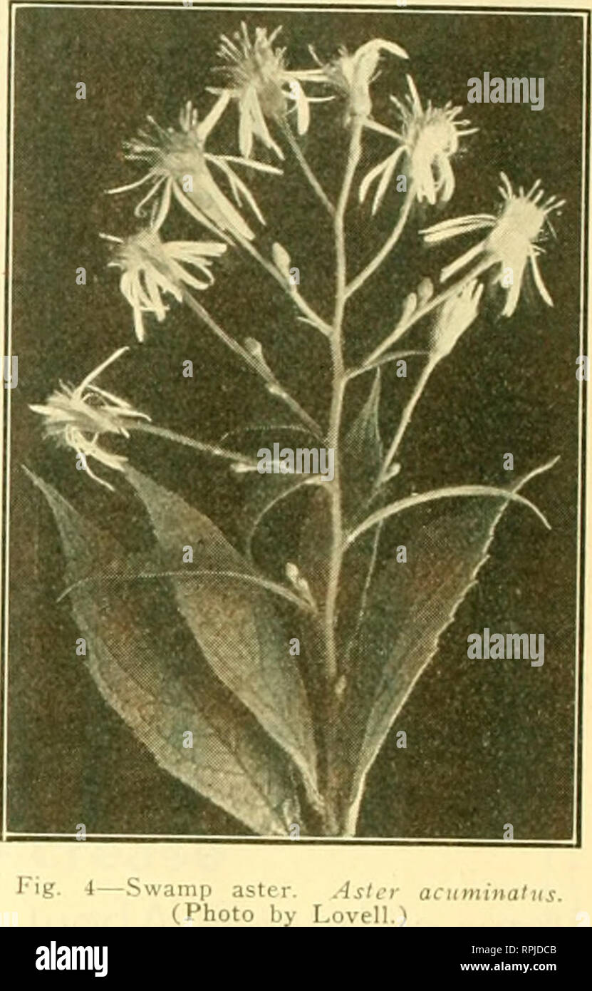 Stickweed hi-res stock photography and images - Alamy