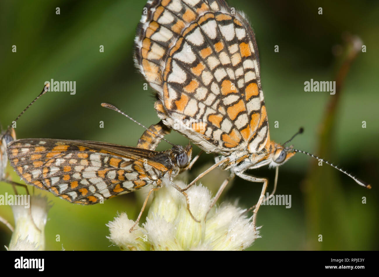 Male checkerspot butterfly hi-res stock photography and images - Alamy