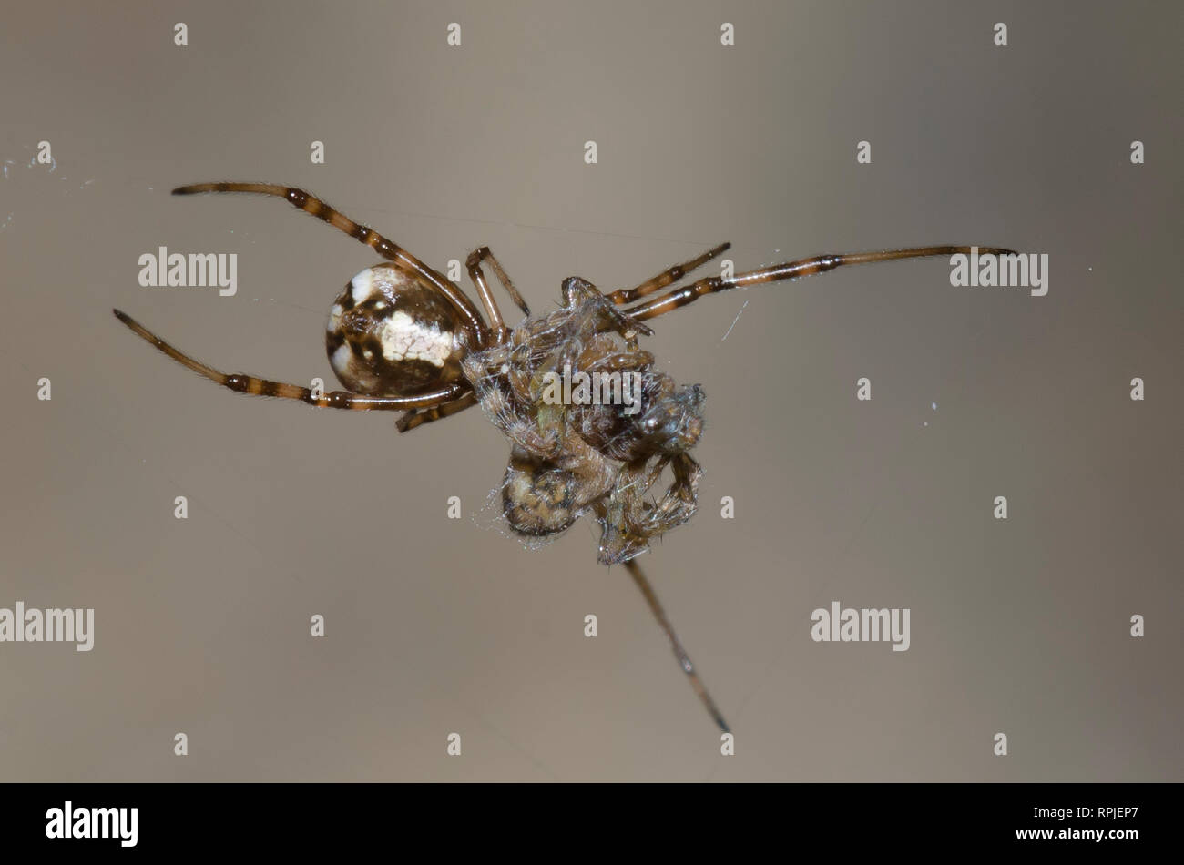 Western black widow spider prey hi-res stock photography and images - Alamy