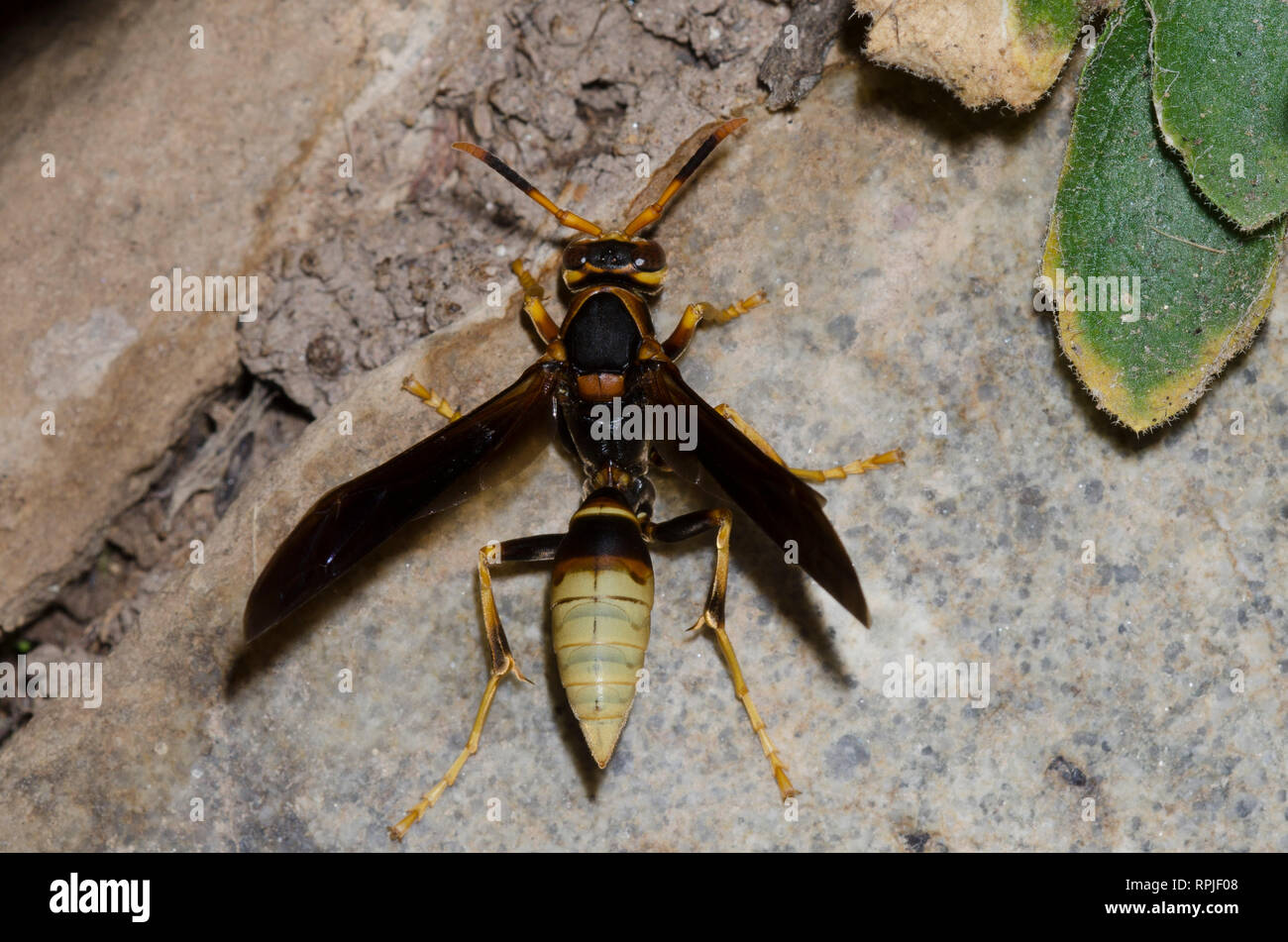 Paper wasp arizona hi-res stock photography and images - Alamy