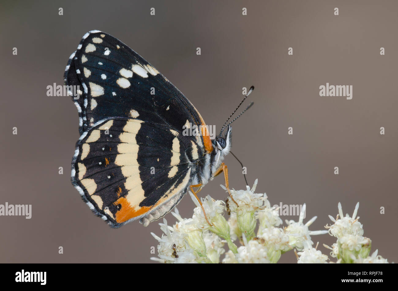 Bordered Patch, Chlosyne lacinia, nectaring from Seep-willow, Baccharis ...