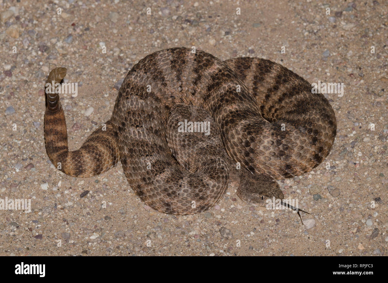 Tiger Rattlesnake Crotalus Tigris High Resolution Stock Photography and ...
