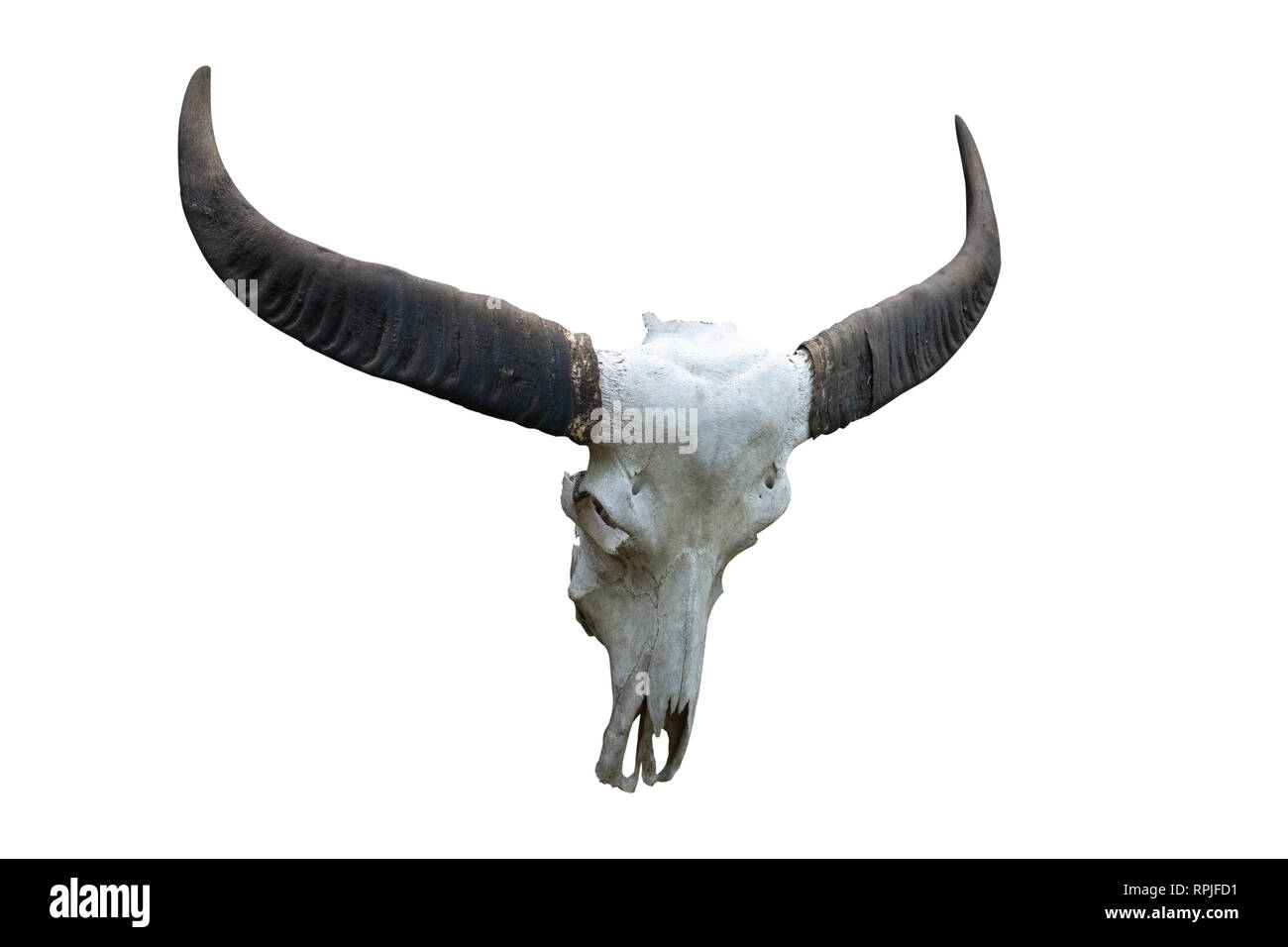 Buffalo skeleton Cut Out Stock Images & Pictures - Alamy