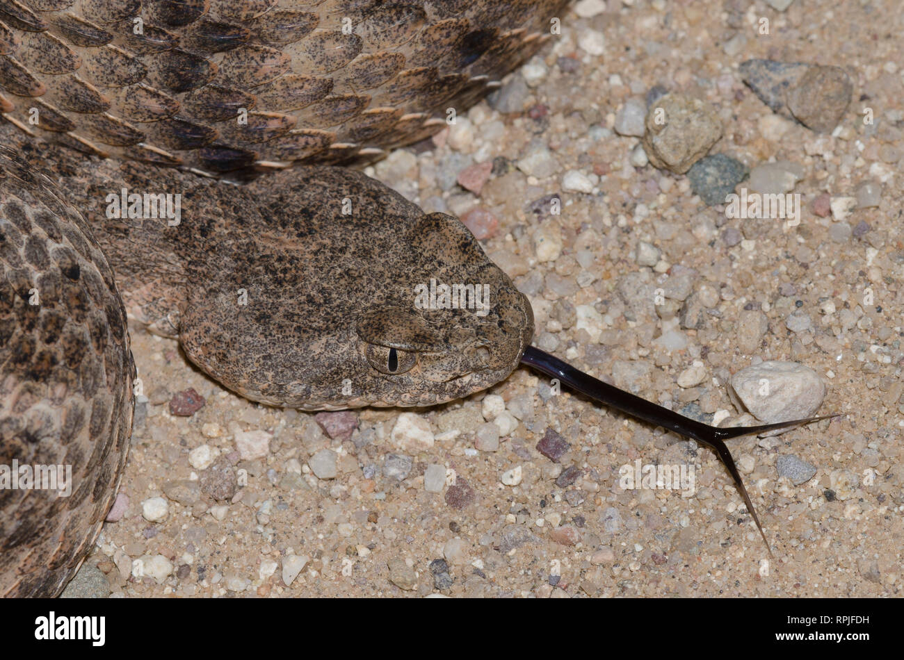 Tiger Rattlesnake Crotalus Tigris High Resolution Stock Photography and ...
