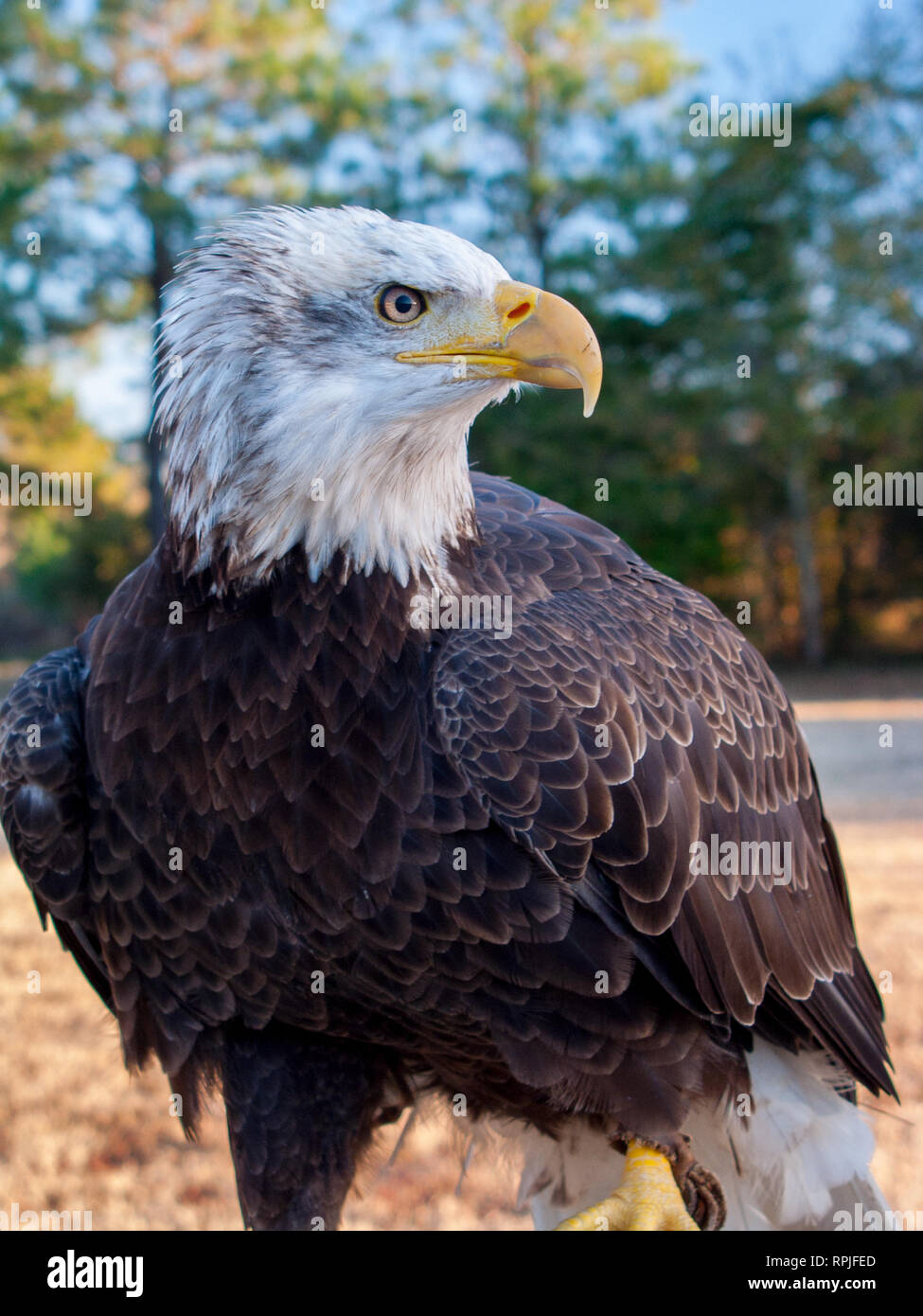 Bald Eagle head profile with body, trees in background under warm light ...
