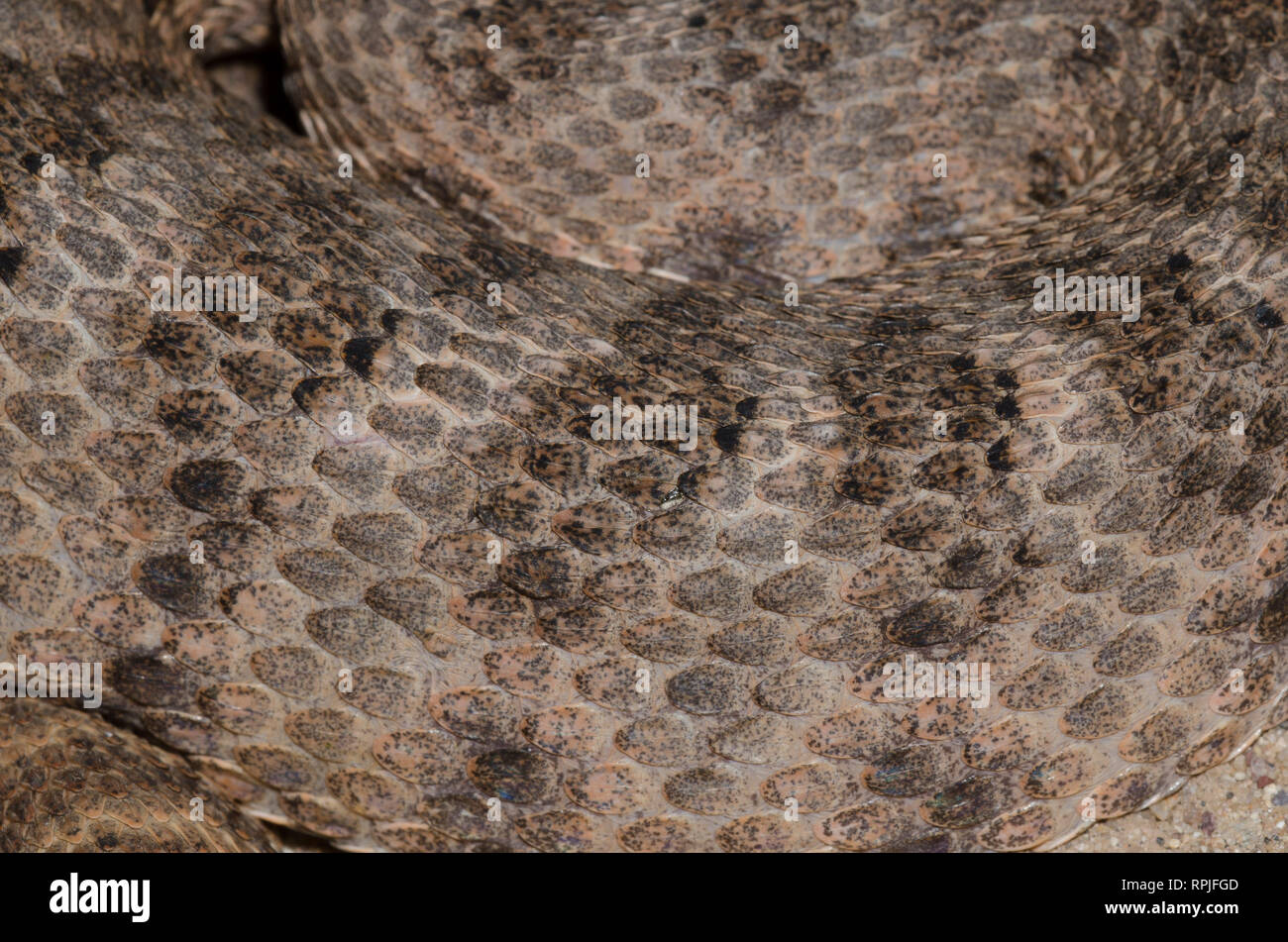 Rattlesnake Skin Pattern High Resolution Stock Photography and Images ...