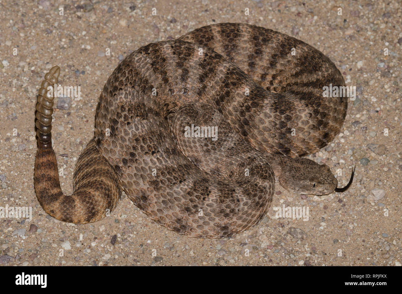 Tiger Rattlesnake, Crotalus tigris Stock Photo - Alamy