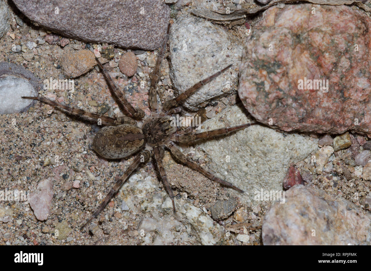 Family lycosidae hi-res stock photography and images - Alamy