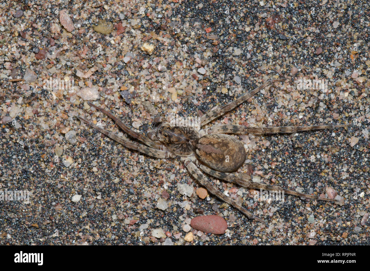 Wolf Spider, Family Lycosidae, with missing legs Stock Photo - Alamy