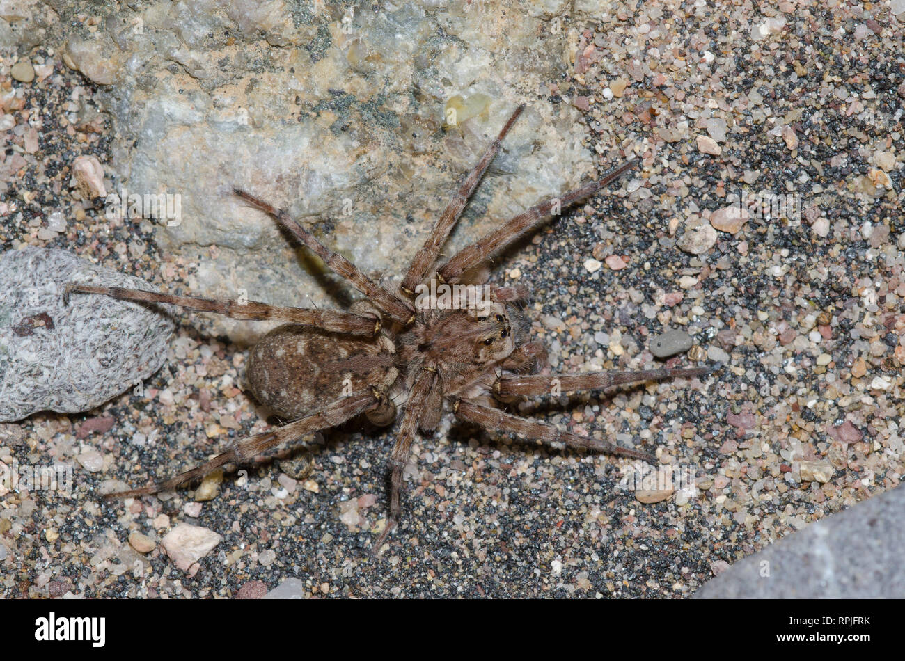 Wolf Spider, Family Lycosidae Stock Photo - Alamy