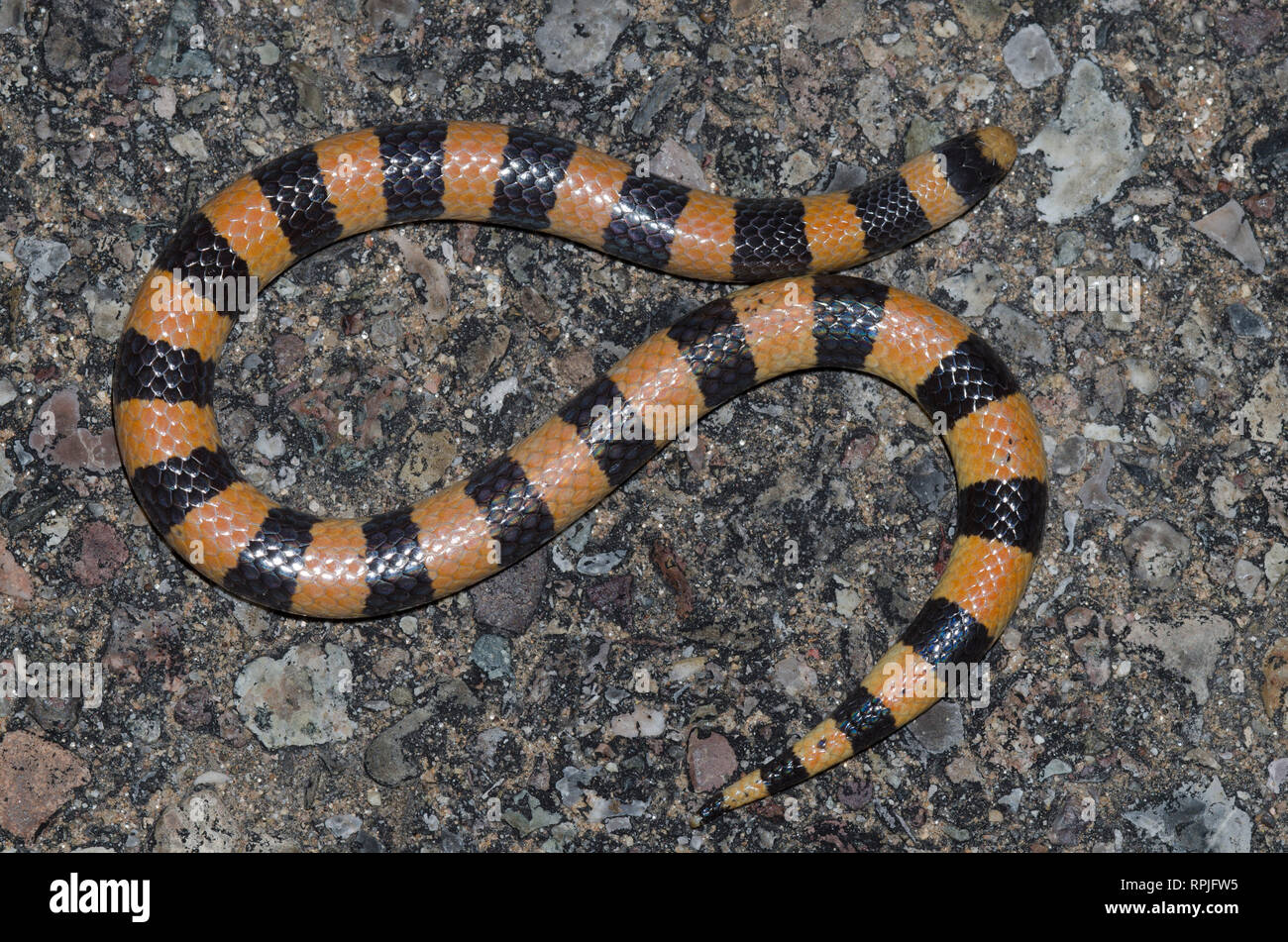 Variable Sandsnake, Chilomeniscus stramineus Stock Photo - Alamy