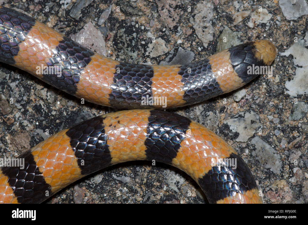 Variable Sandsnake, Chilomeniscus stramineus Stock Photo - Alamy