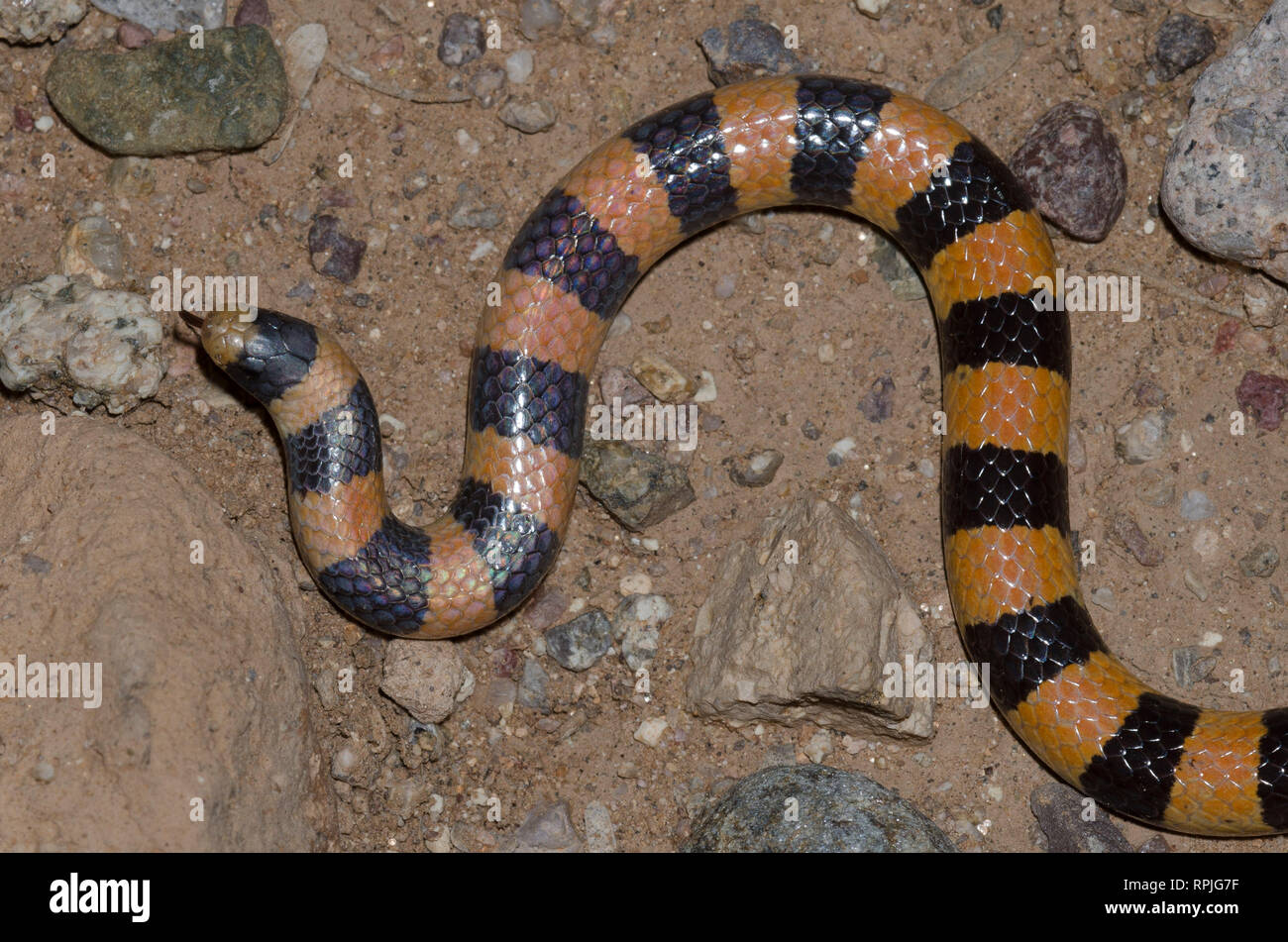 Chilomeniscus stramineus hi-res stock photography and images - Alamy