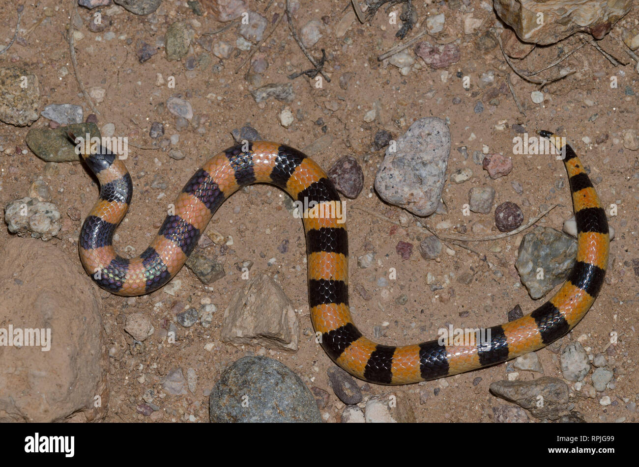 Variable Sandsnake, Chilomeniscus stramineus Stock Photo - Alamy