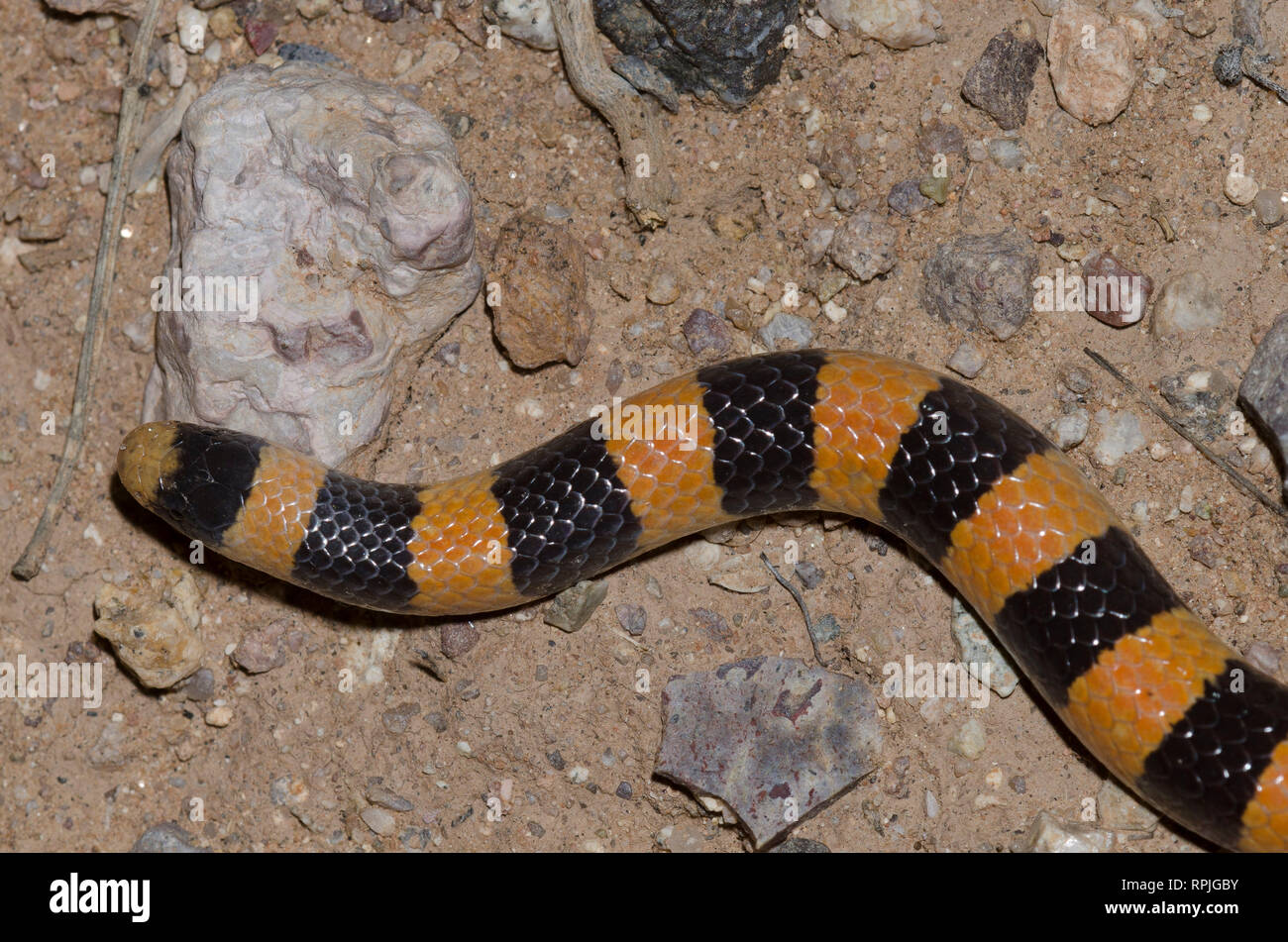 Variable Sandsnake, Chilomeniscus stramineus Stock Photo - Alamy