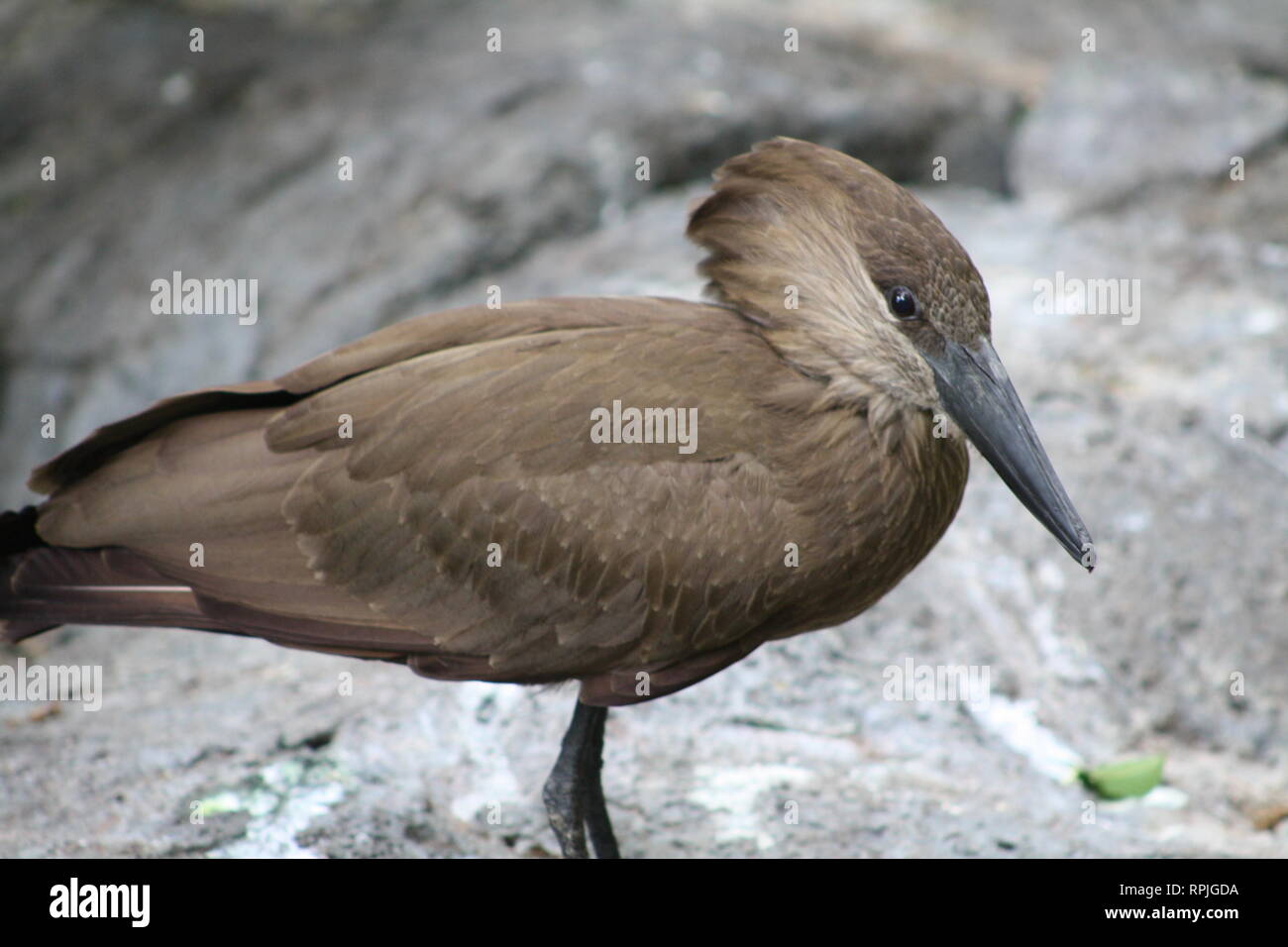 Capuchin Monkey, Brown Monkey, San Diego Zoo, San Diego California ...