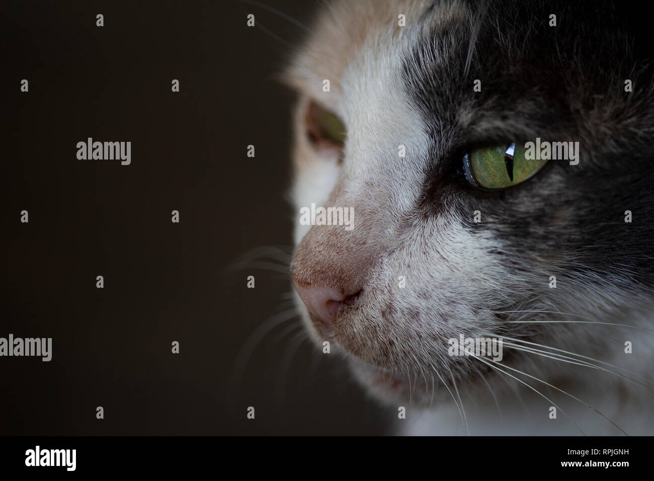 Focus to eyes hi-res stock photography and images - Alamy