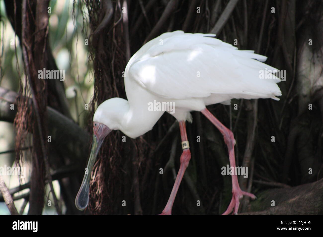 Yellow Billed White Spoonbill Feeding and Foraging Scripps Aviary San ...