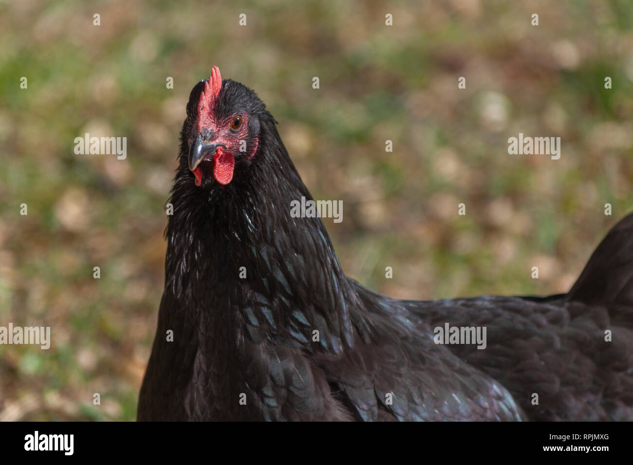 Shiny hen hi-res stock photography and images - Alamy